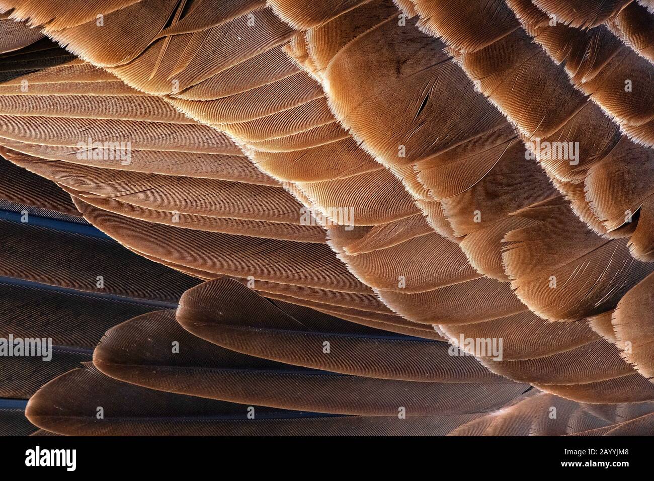Goose feathers hi-res stock photography and images - Alamy