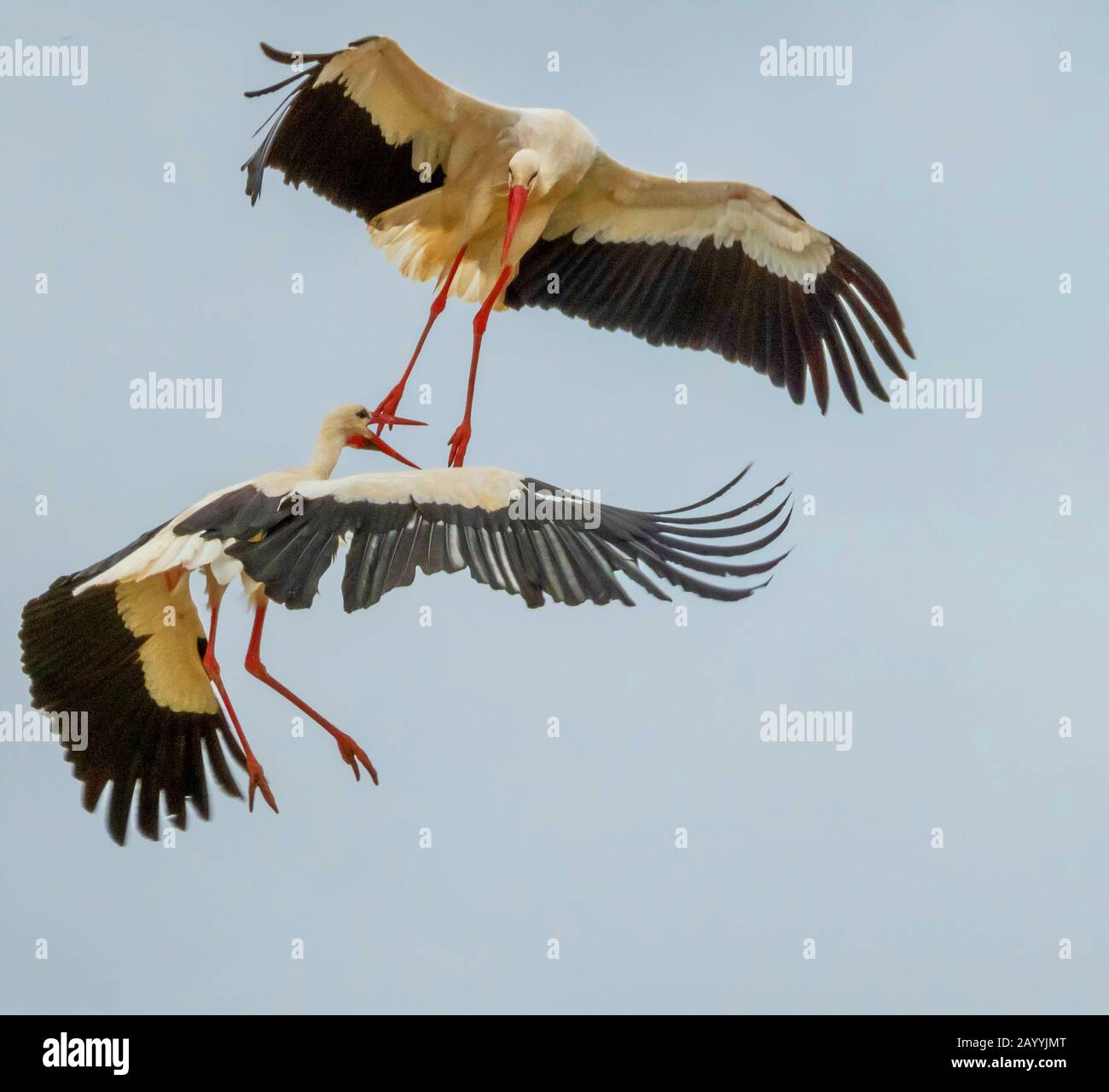 Fight or flight hi-res stock photography and images - Alamy