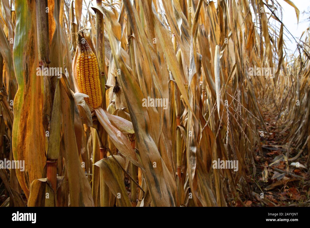 corn field in fall Stock Photo - Alamy