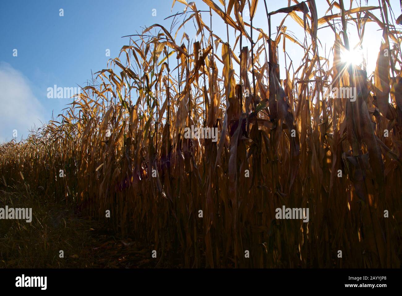 Corn crop farming hi-res stock photography and images - Alamy