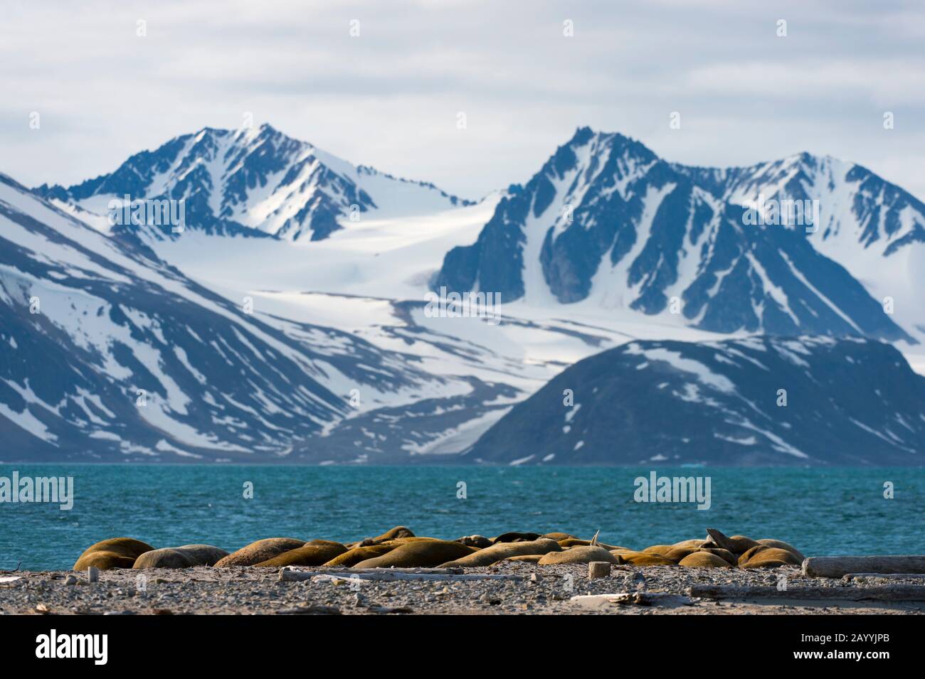 Former whaling station hi-res stock photography and images - Alamy