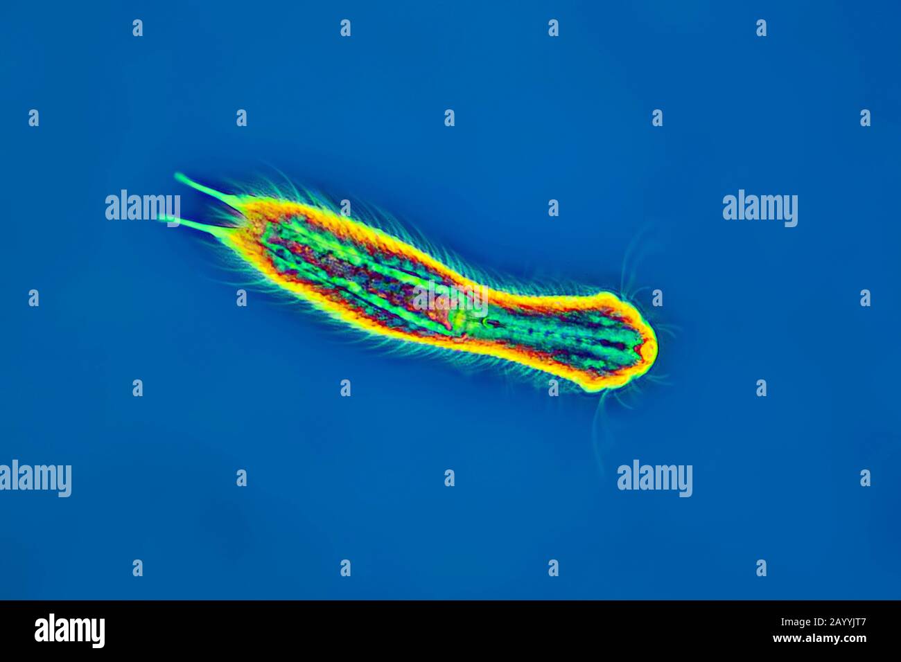 Gastrotrich worm hi-res stock photography and images - Alamy