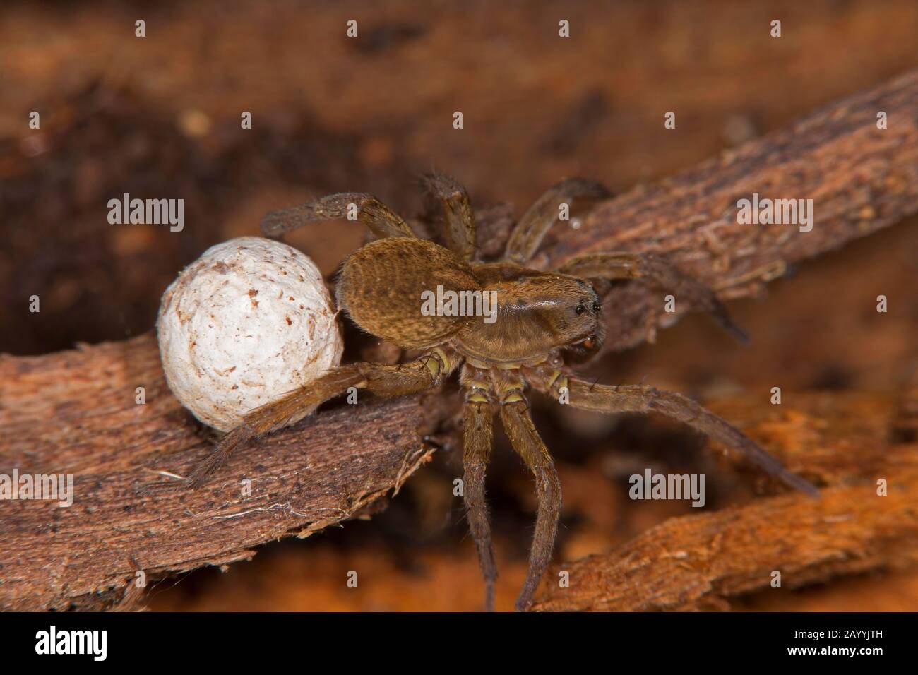 Wolf spider (Trochosa ruricola), female with cocoon, Germany Stock ...