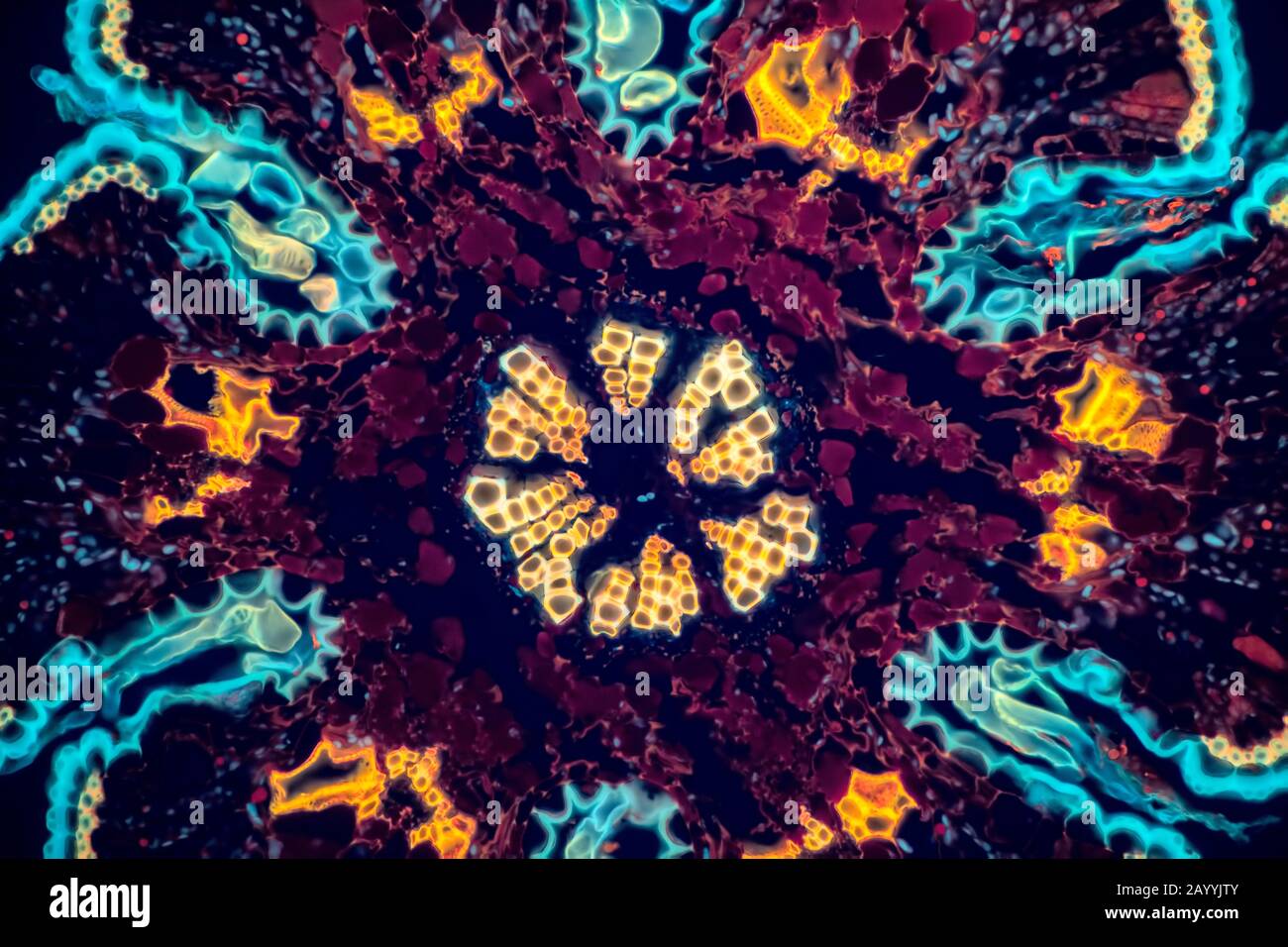 Dicotyledonous leaf microscope hi-res stock photography and images - Alamy