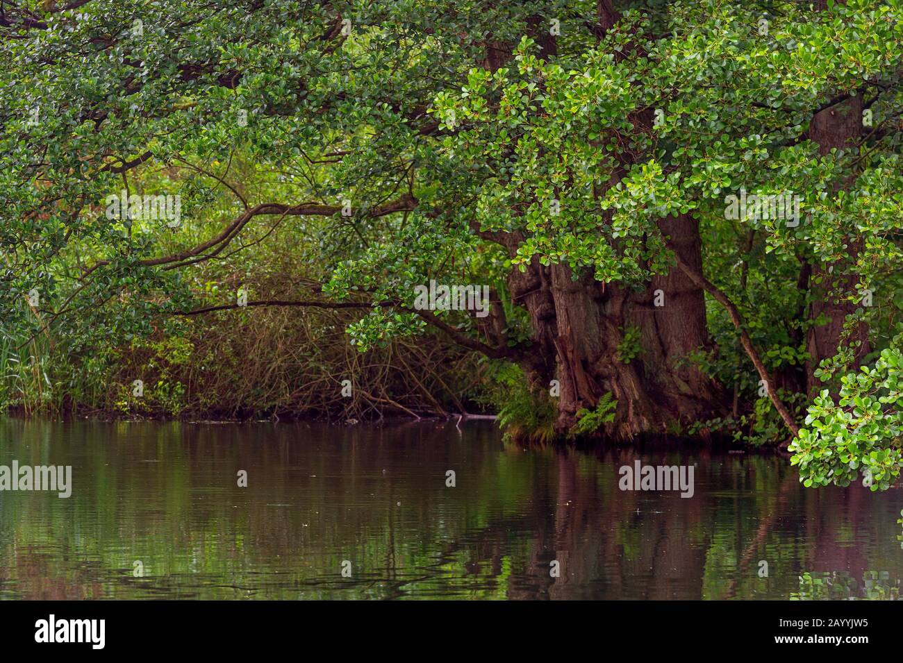 common alder, black alder, European alder (Alnus glutinosa), at river ...