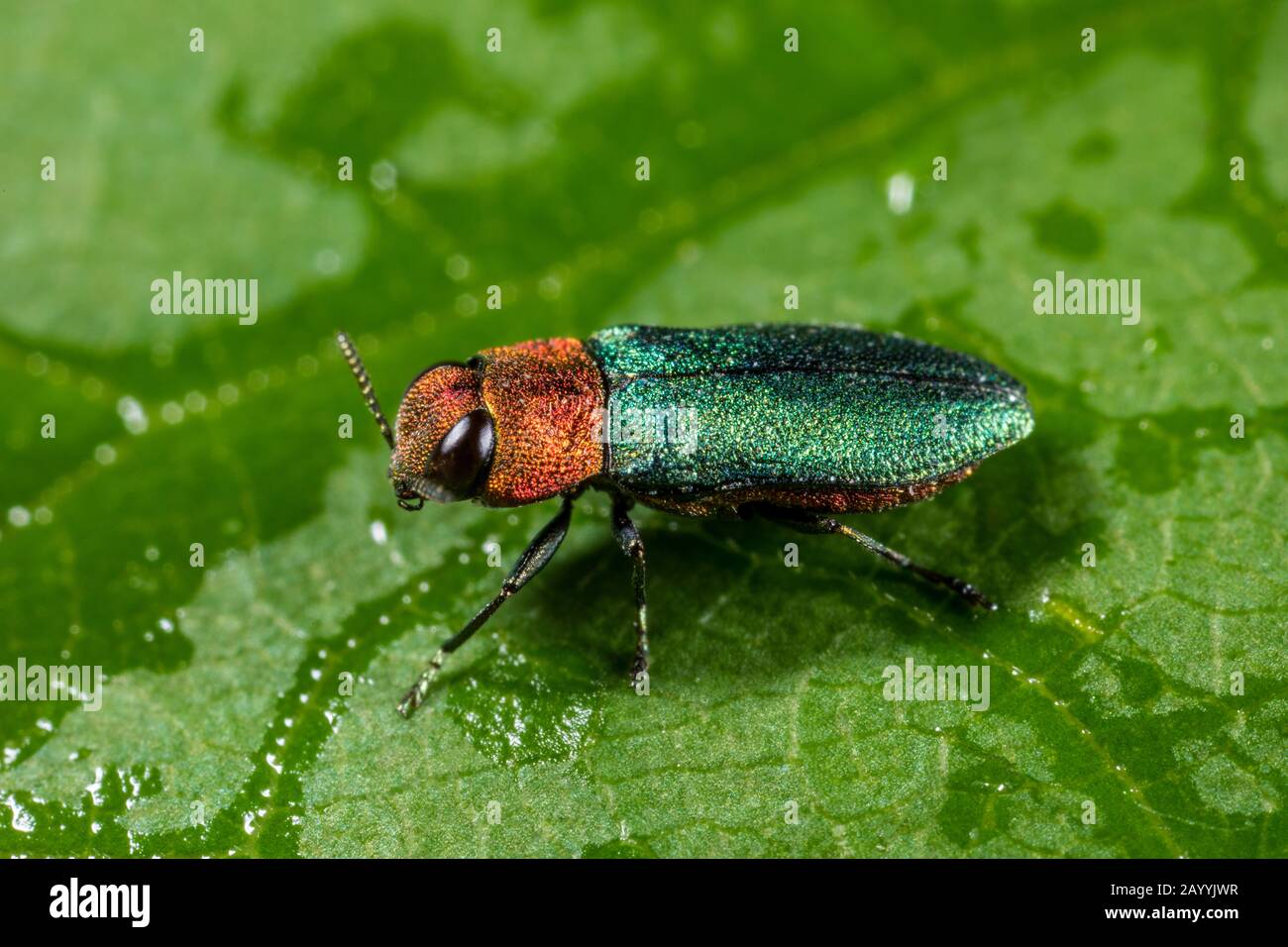 Jewel Beetle High Resolution Stock Photography and Images - Alamy