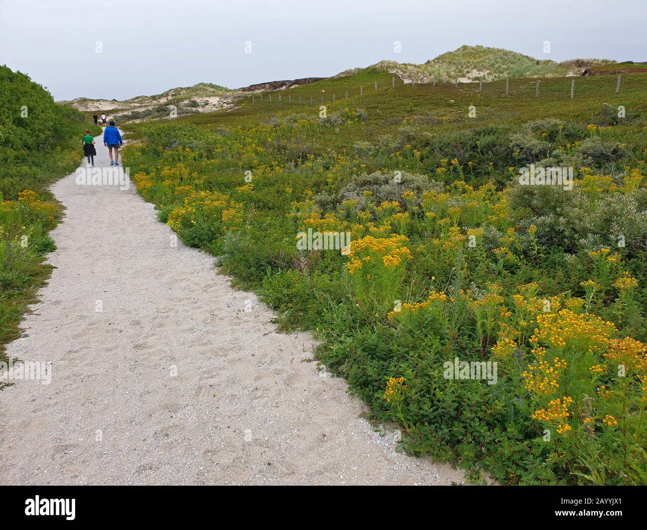 Common ragwort, Stinking willie, Tansy ragwort, Tansy ragwort (Senecio ...