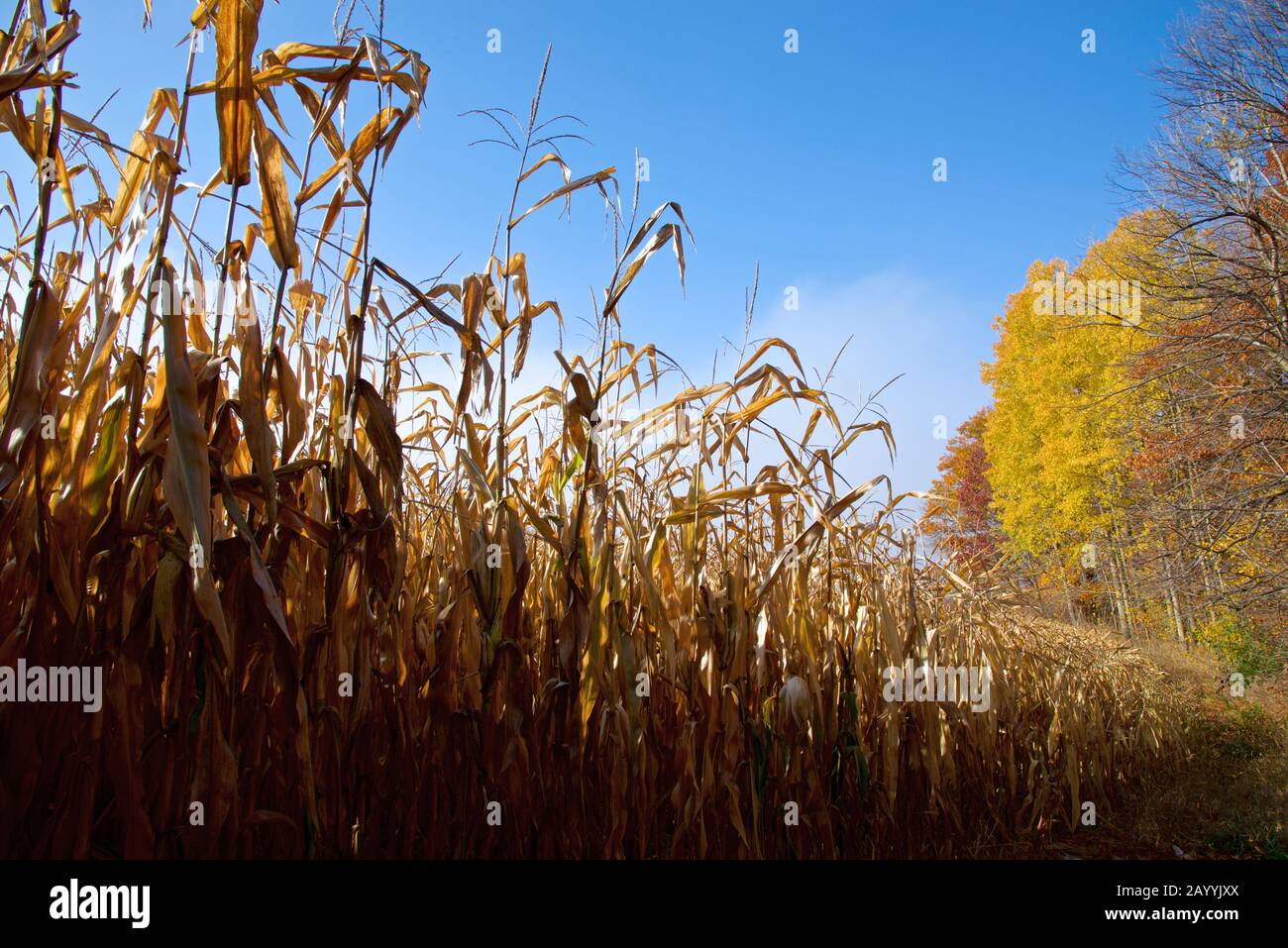 corn field in fall Stock Photo - Alamy