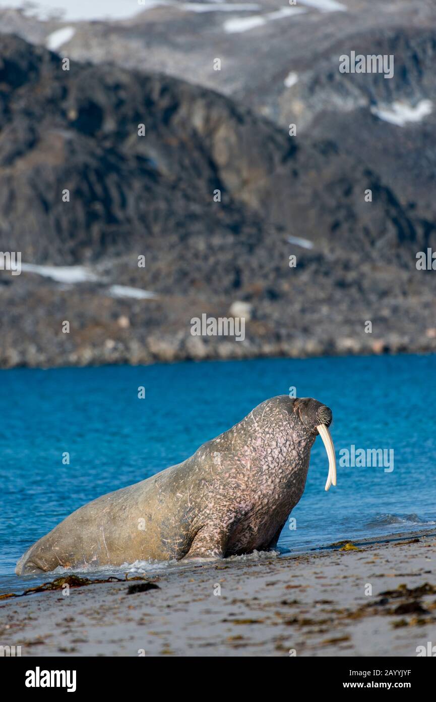 A walrus on spitsbergen hi-res stock photography and images - Alamy