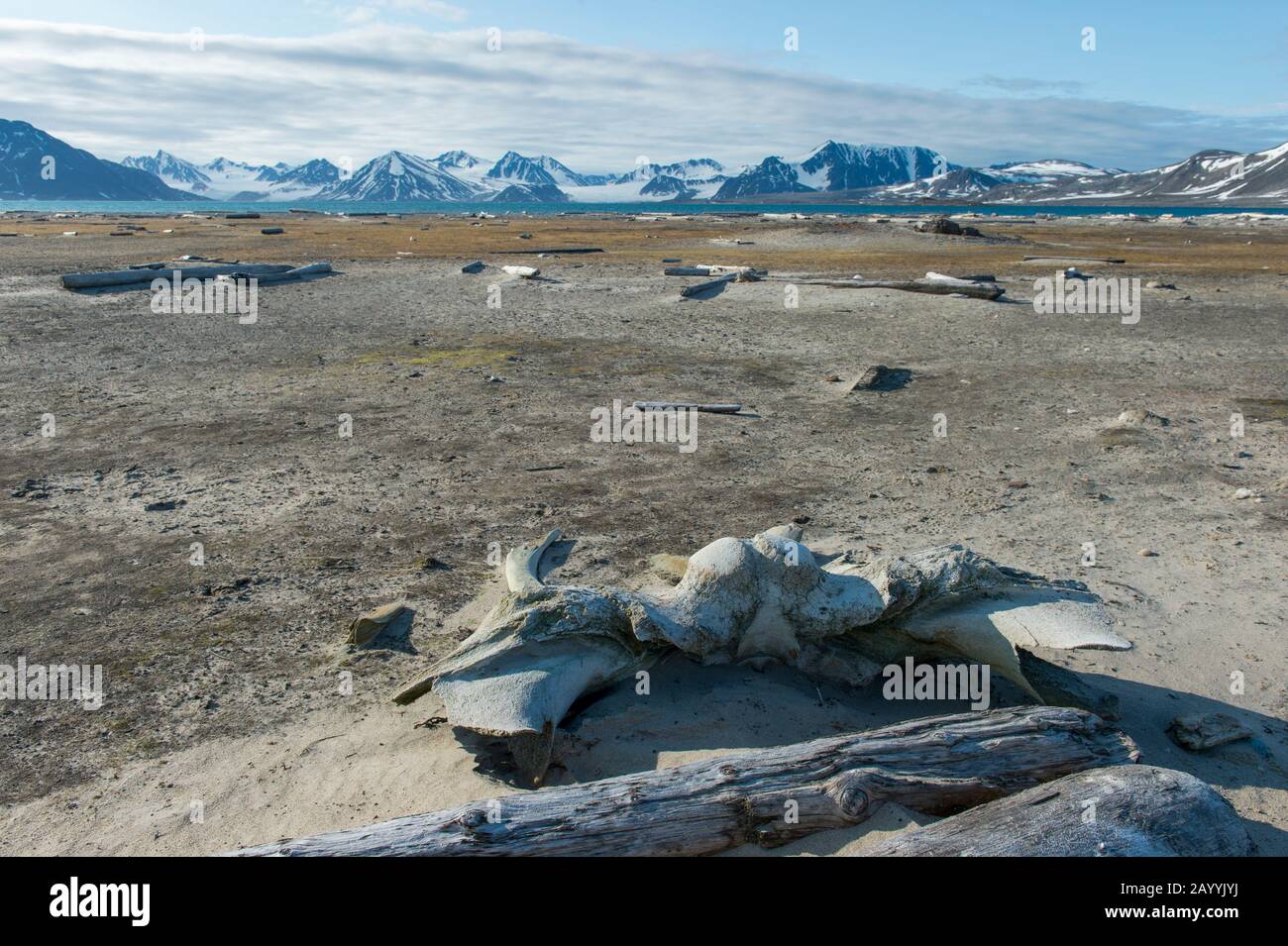 Beach whale bone hi-res stock photography and images - Alamy
