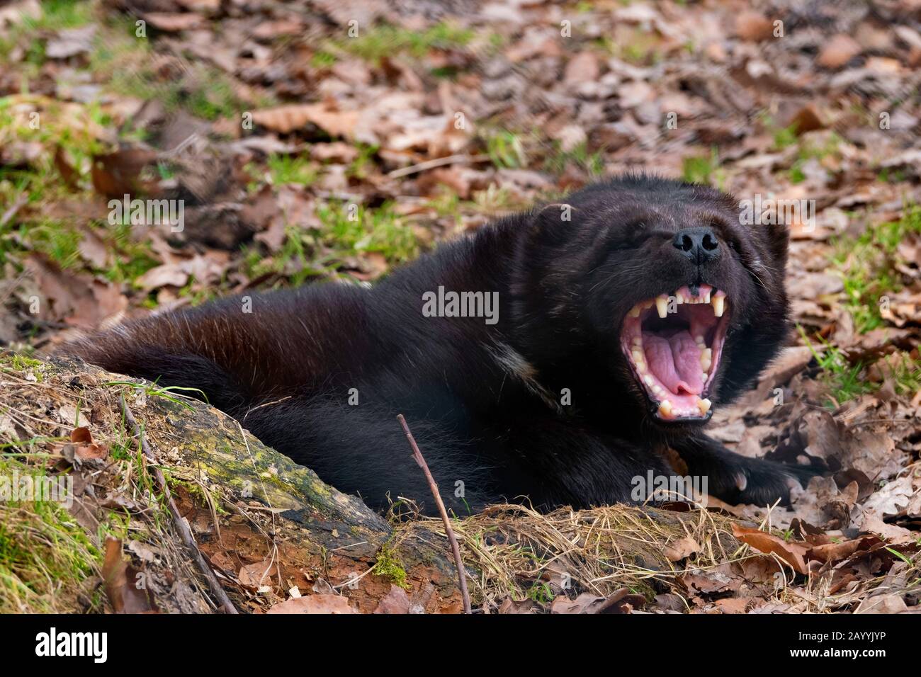 Wolverine Glutton Carcajou Gulo Gulo High Resolution Stock Photography ... Wolverine Glutton Carcajou Gulo Gulo High Resolution Stock Photography ...