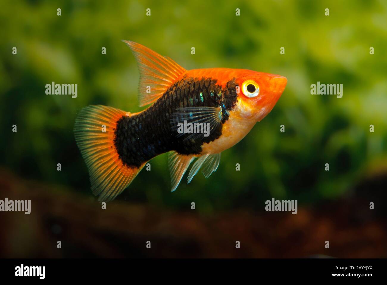 southern platyfish (Xiphophorus maculatus), breeding form Tuxedo Rot ...