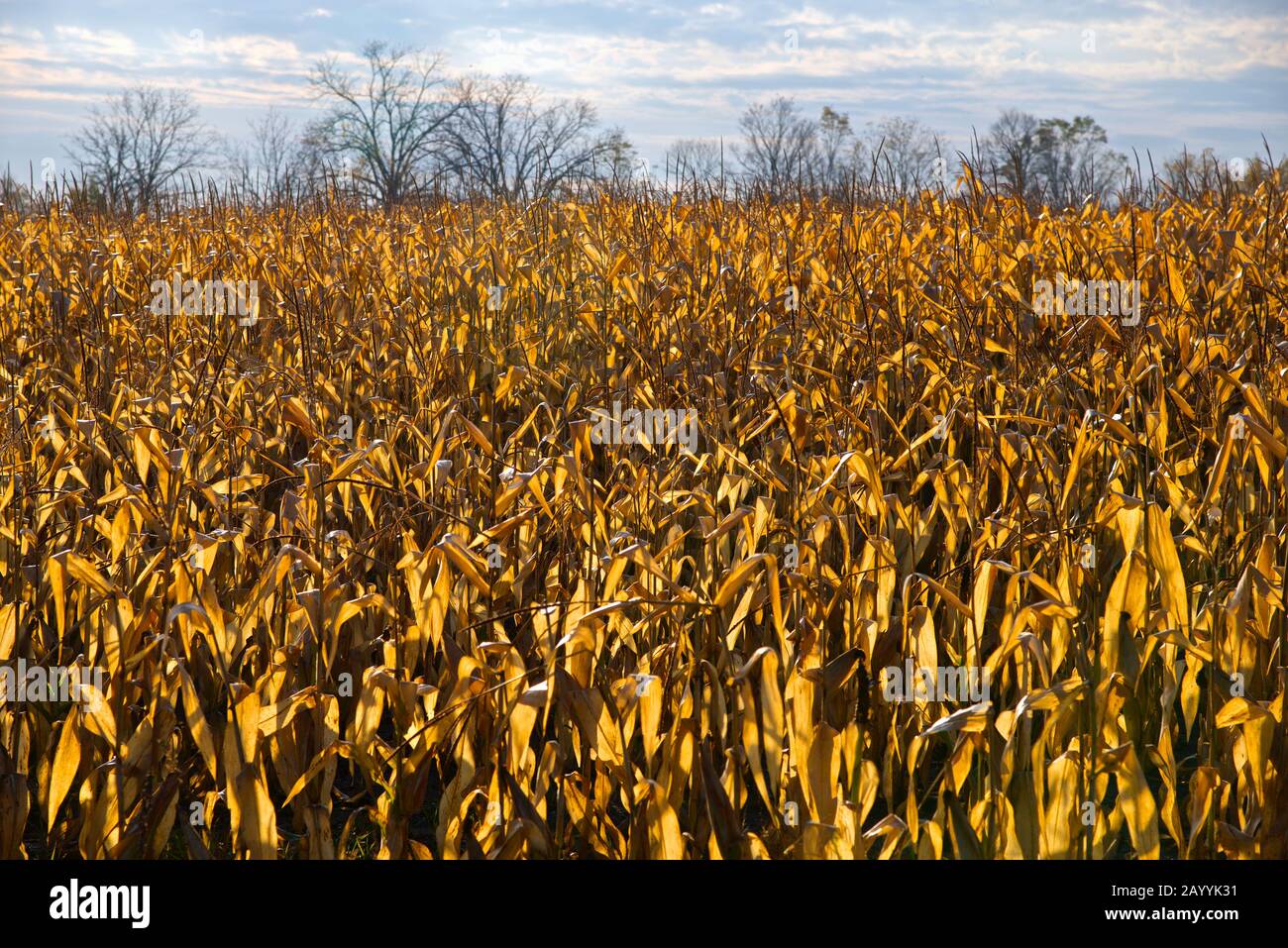 corn field in fall ( Ontario Stock Photo - Alamy
