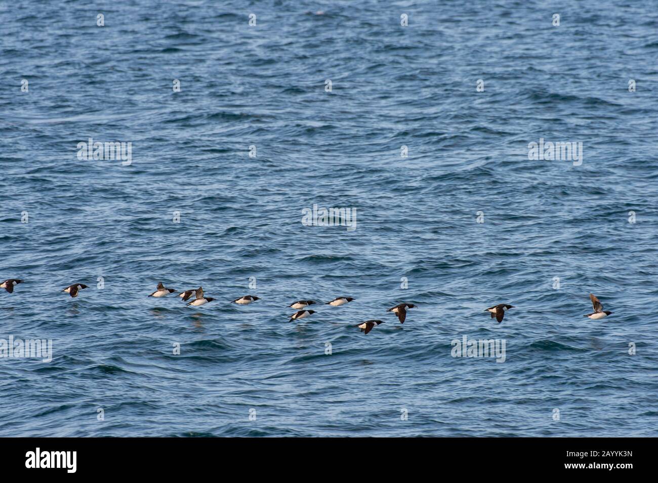A flock of Thick-billed murres or Brünnich's guillemot (Uria lomvia ...