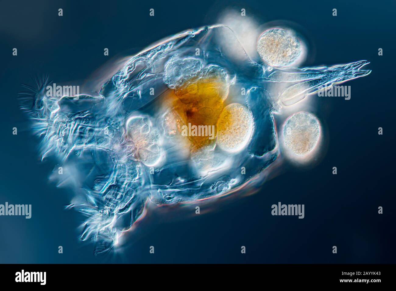 rotifer (Brachionus spec.), with uearthenogenetic eggs, DIK picture ...