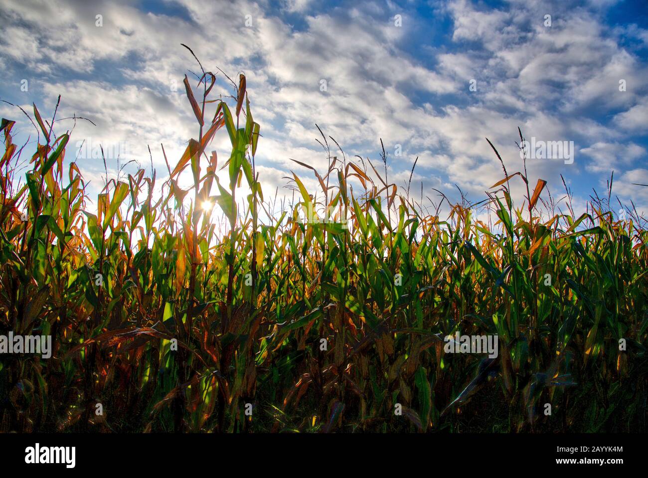 corn field in fall Stock Photo - Alamy