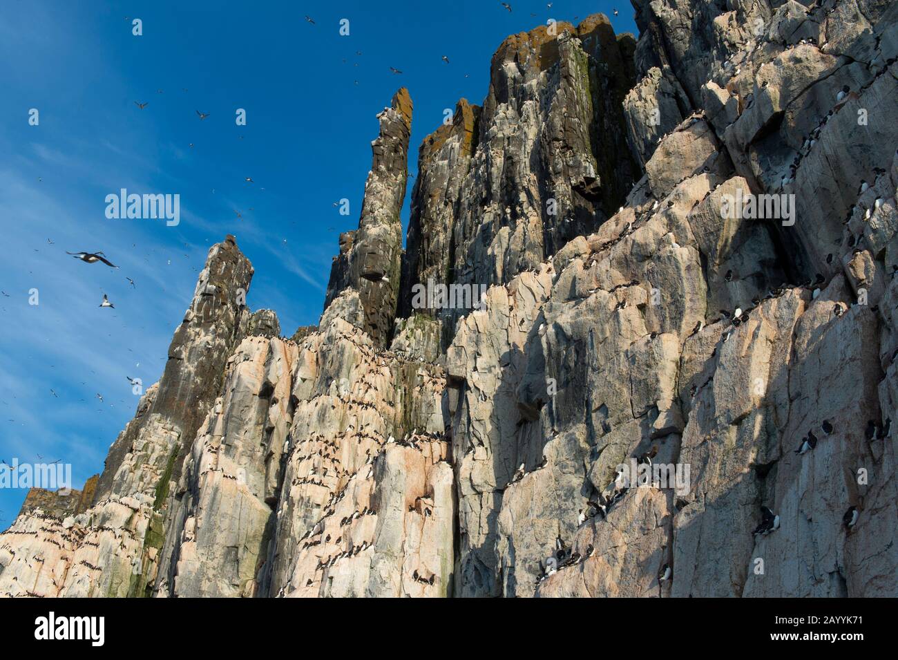 View of the bird cliff Alkefjellet at Lomfjordhalvøya in Ny-Friesland ...
