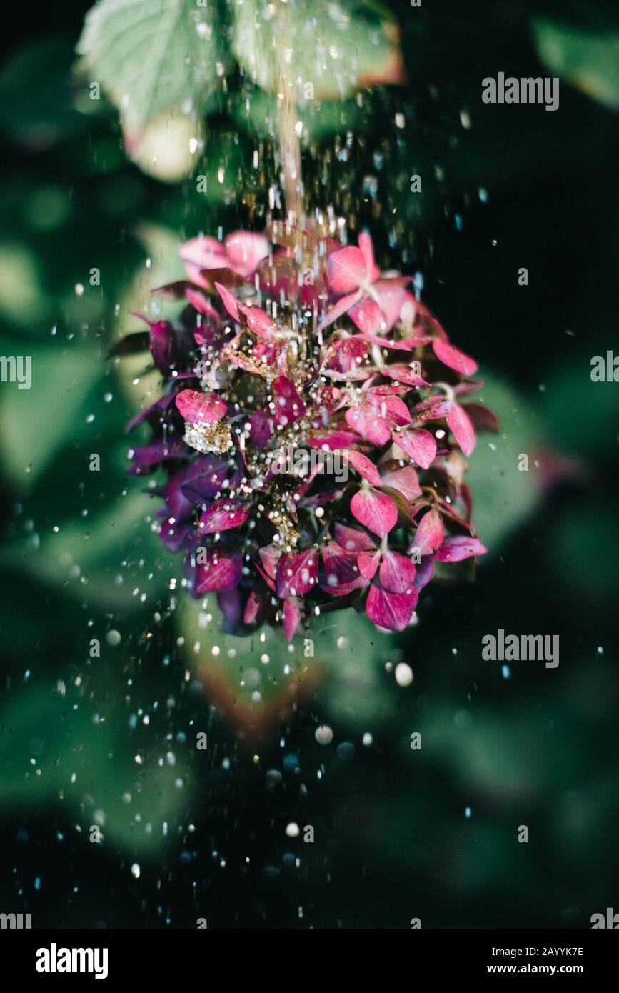 Gold Glitter Falling on a Flower Stock Photo - Alamy