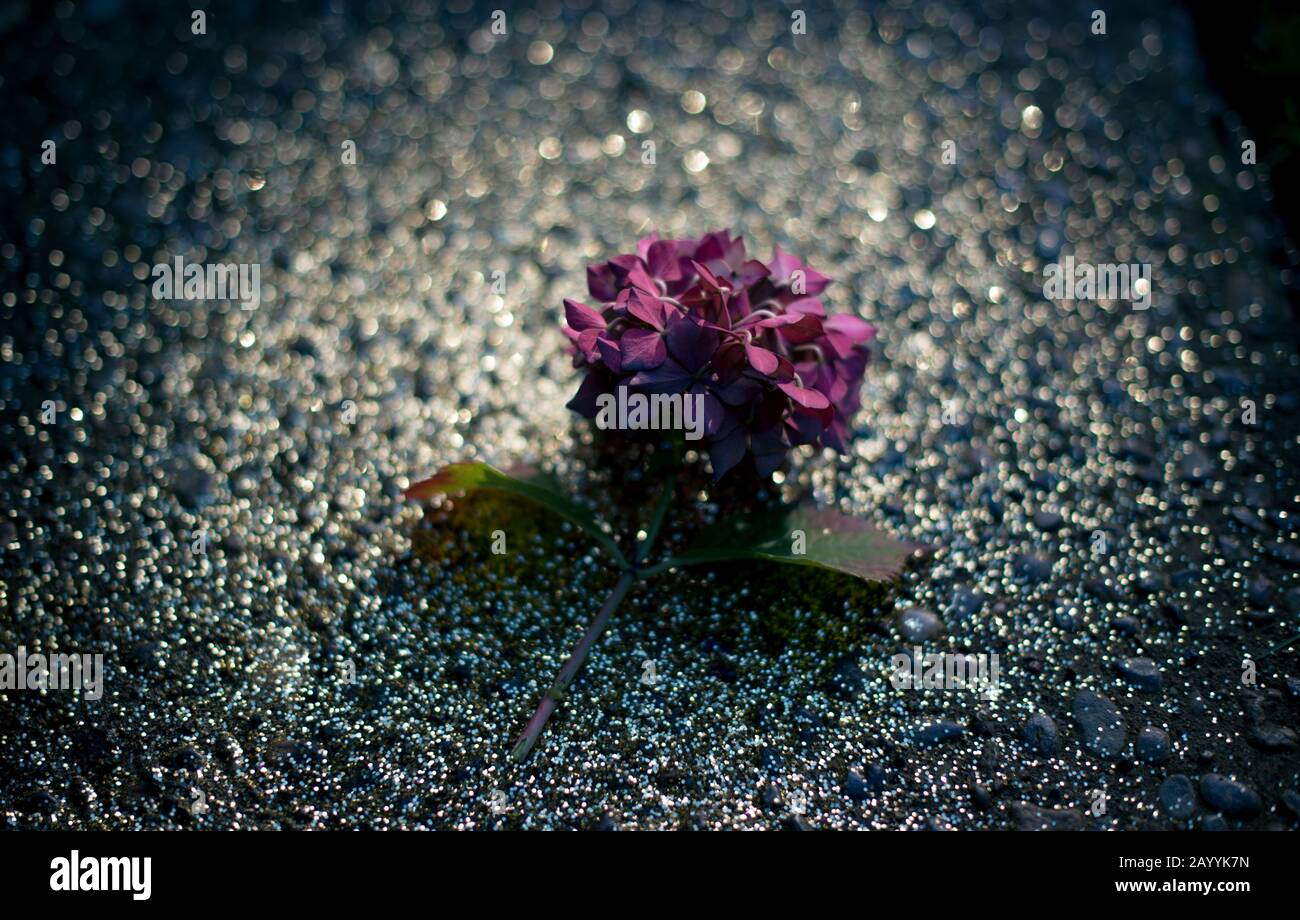 Gold Glitter Falling on a Flower Stock Photo - Alamy