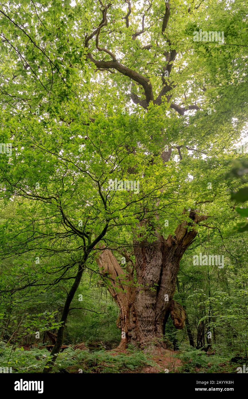 common oak, pedunculate oak, English oak (Quercus robur. Quercus ...