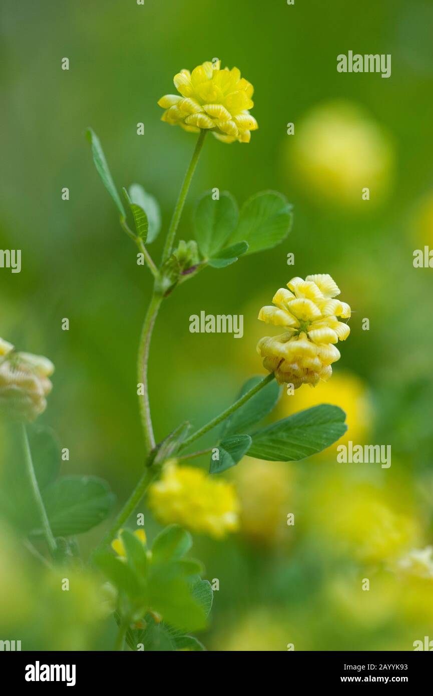 Larger hop clover low hop hi-res stock photography and images - Alamy