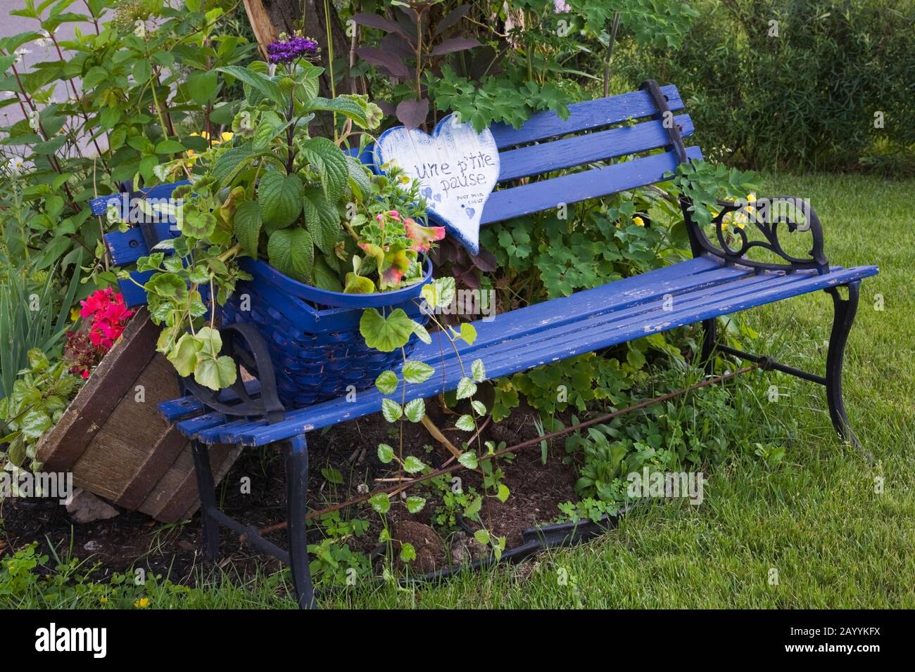 Geraniums lobelia hi-res stock photography and images - Alamy