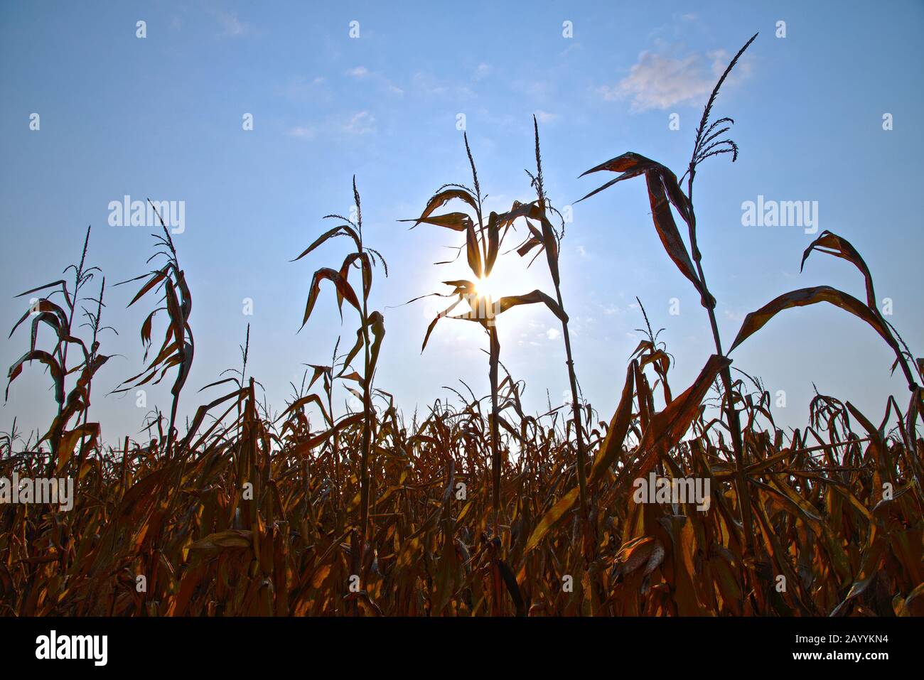 Corn field under hi-res stock photography and images - Alamy