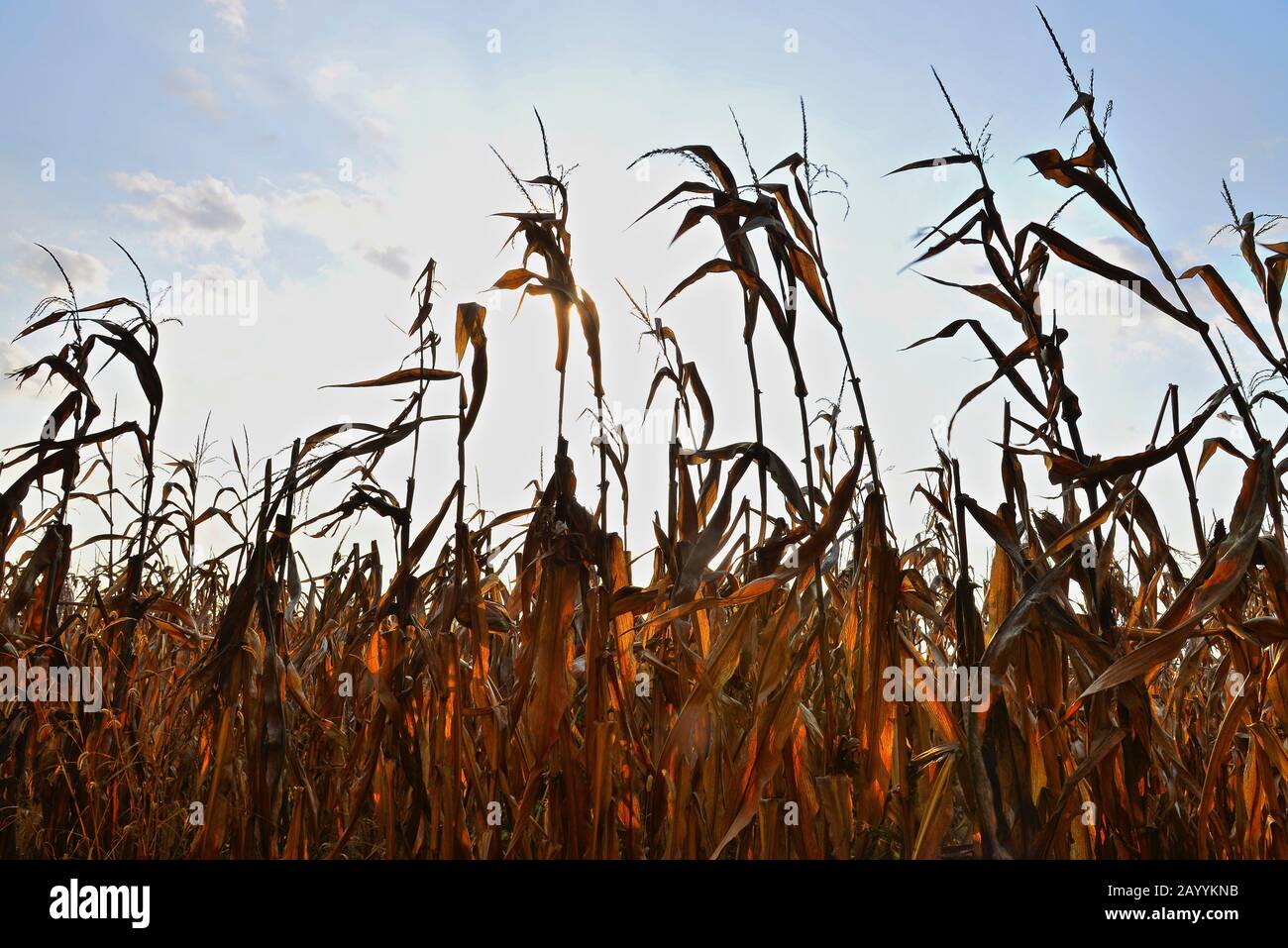 Corn field texture hi-res stock photography and images - Alamy