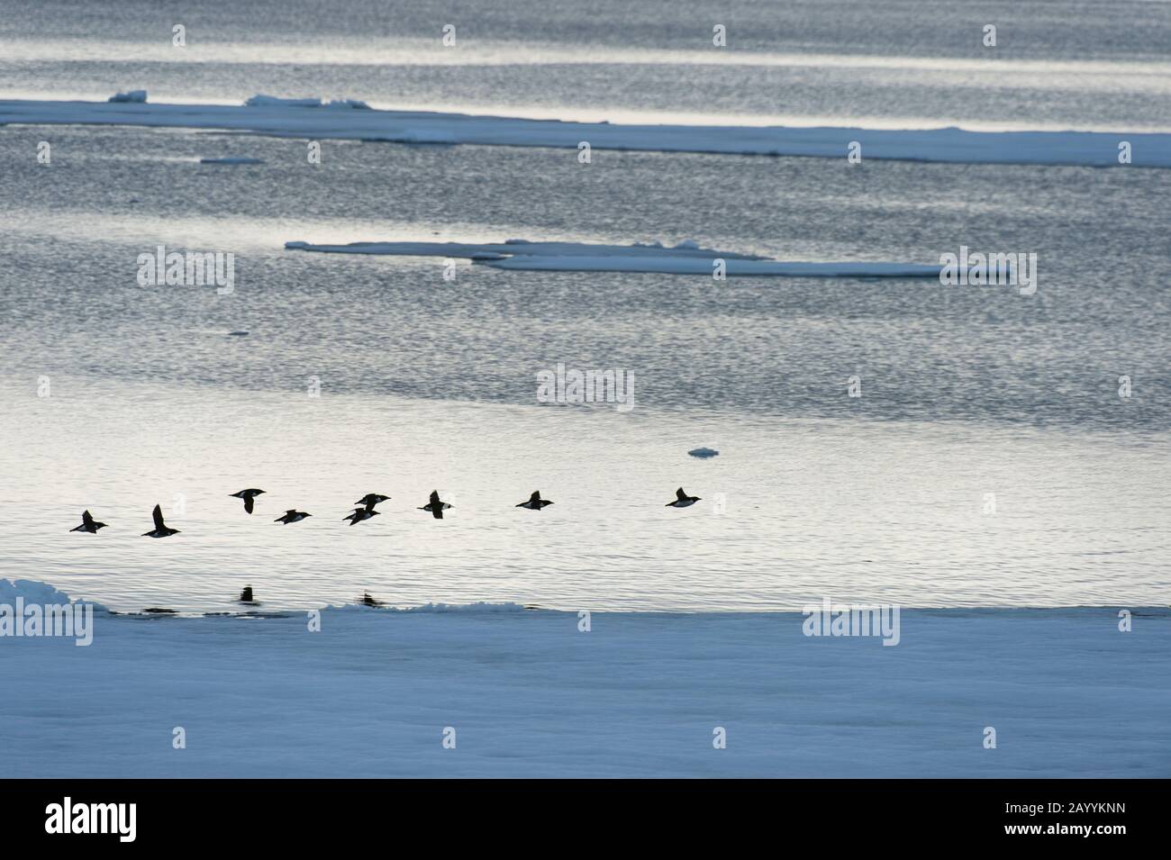 A flock of Thick-billed murres or Brünnich's guillemot (Uria lomvia ...