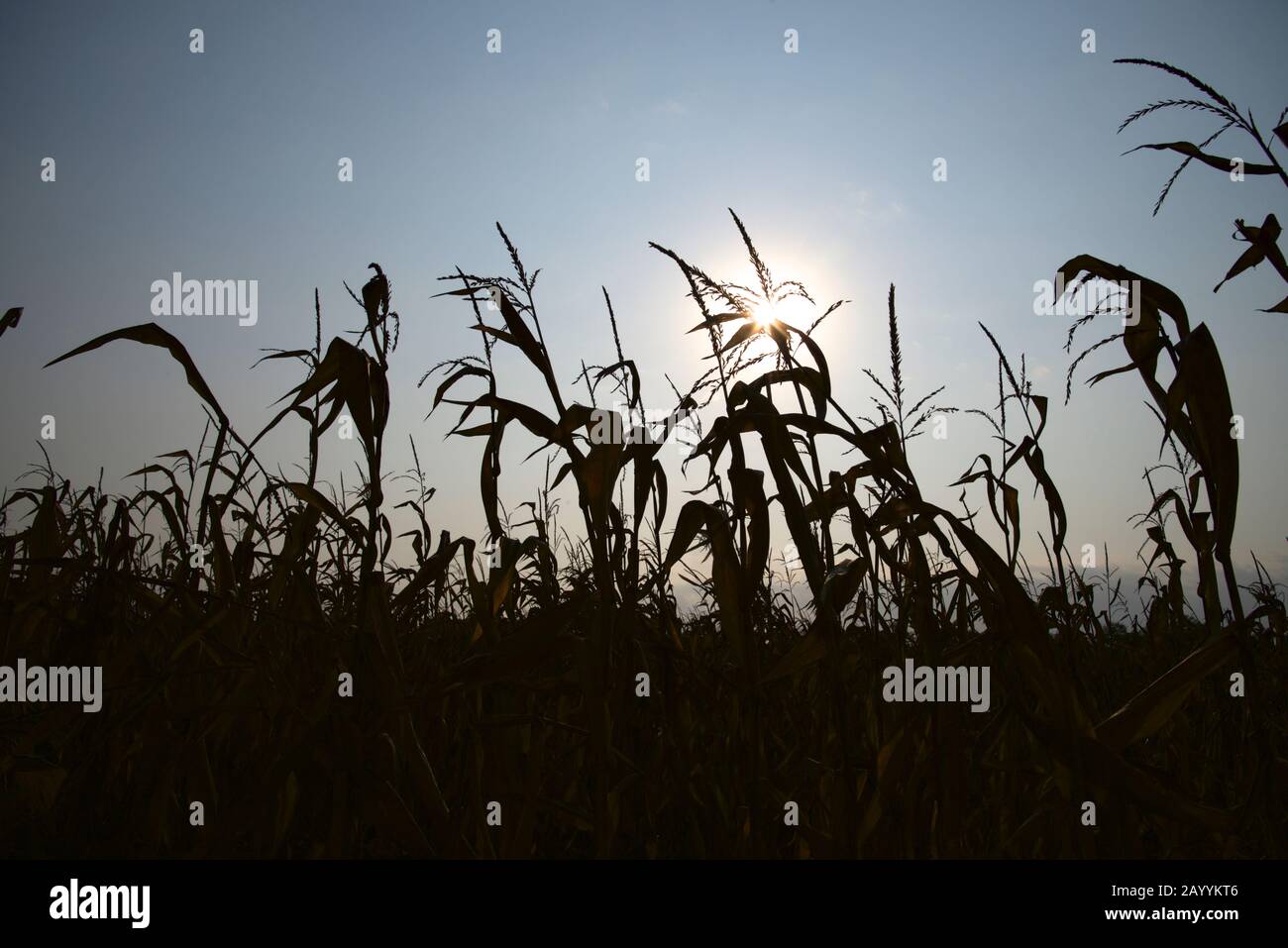 corn field under the sun Stock Photo - Alamy