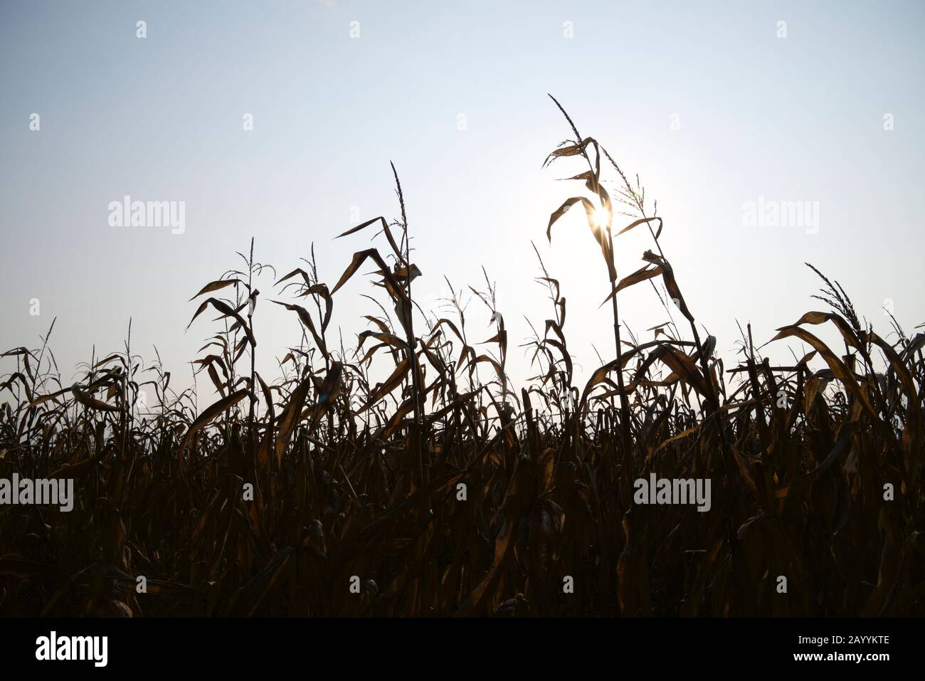corn field under the sun Stock Photo - Alamy