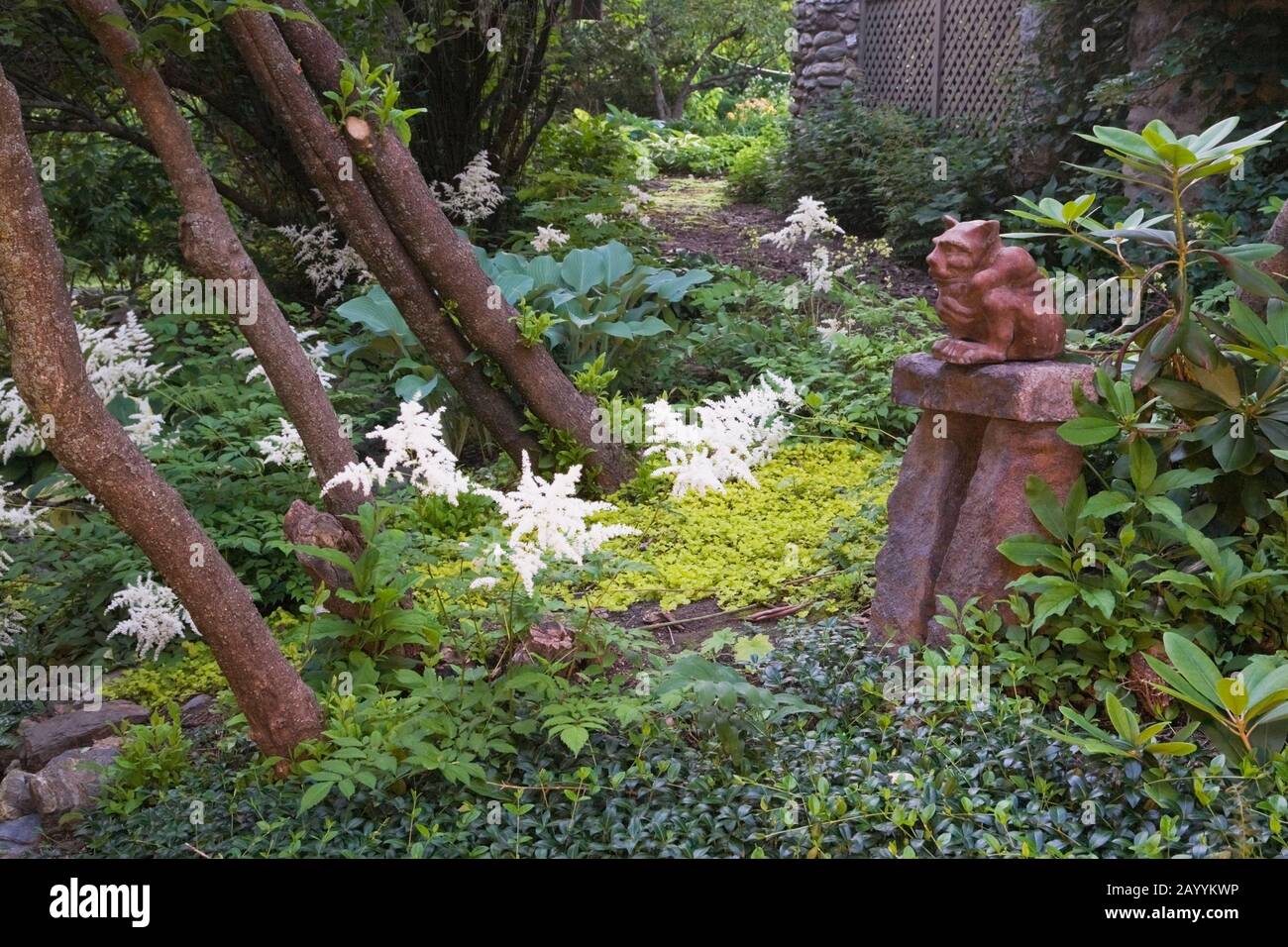 Vinca minor - Lesser Periwinkle subshrubs, white Astilbe arendsii ...