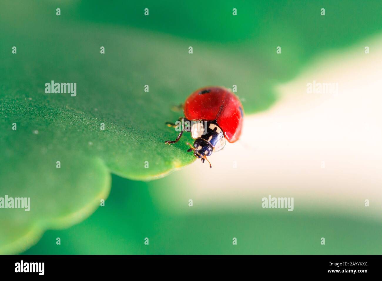 Macro of ladybug on a blade of grass in the morning sun Ladybug - bug ...