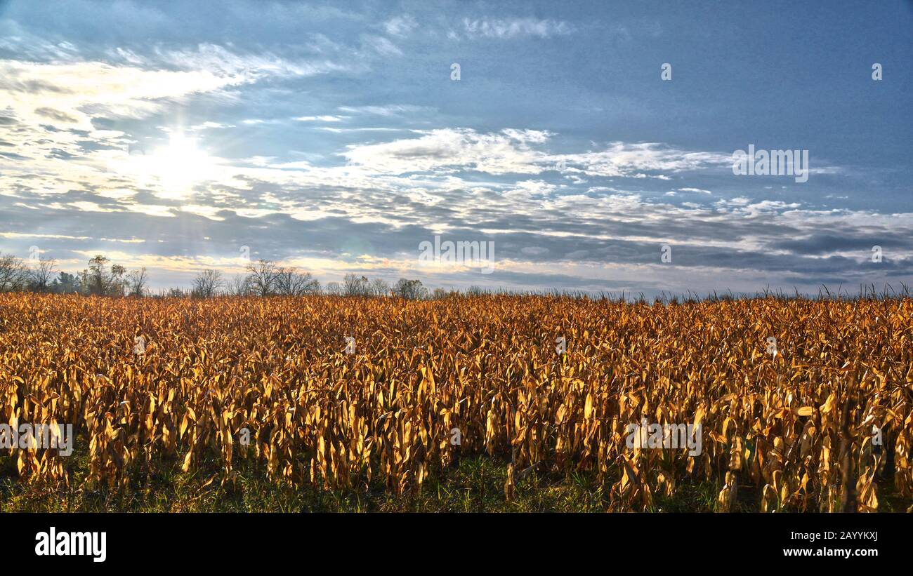 corn field in fall Stock Photo - Alamy