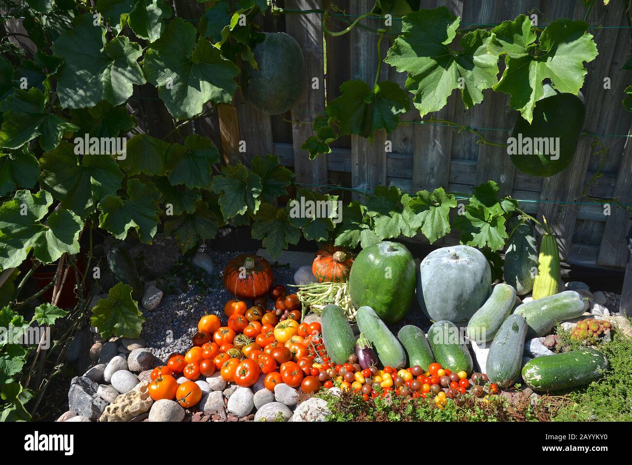 farm vegetable in fall Stock Photo - Alamy