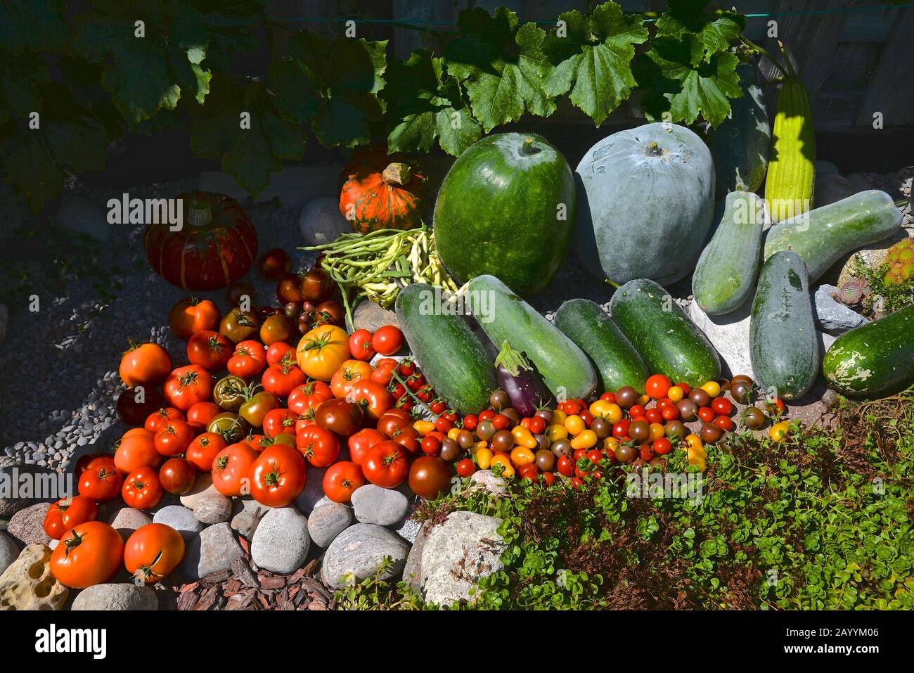 farm vegetable in fall Stock Photo - Alamy