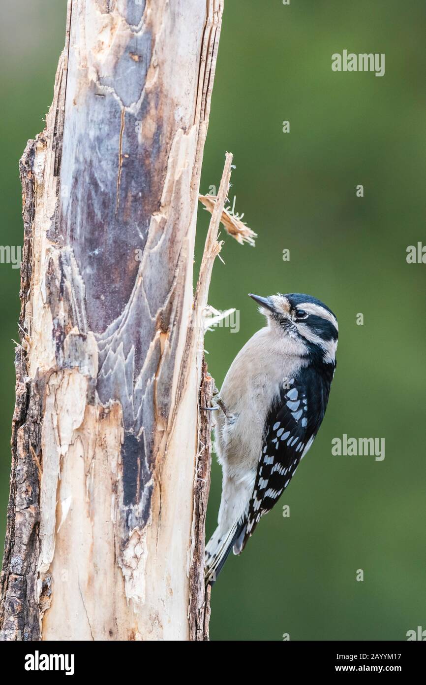Picoides Pubescens Pecking High Resolution Stock Photography and Images ...
