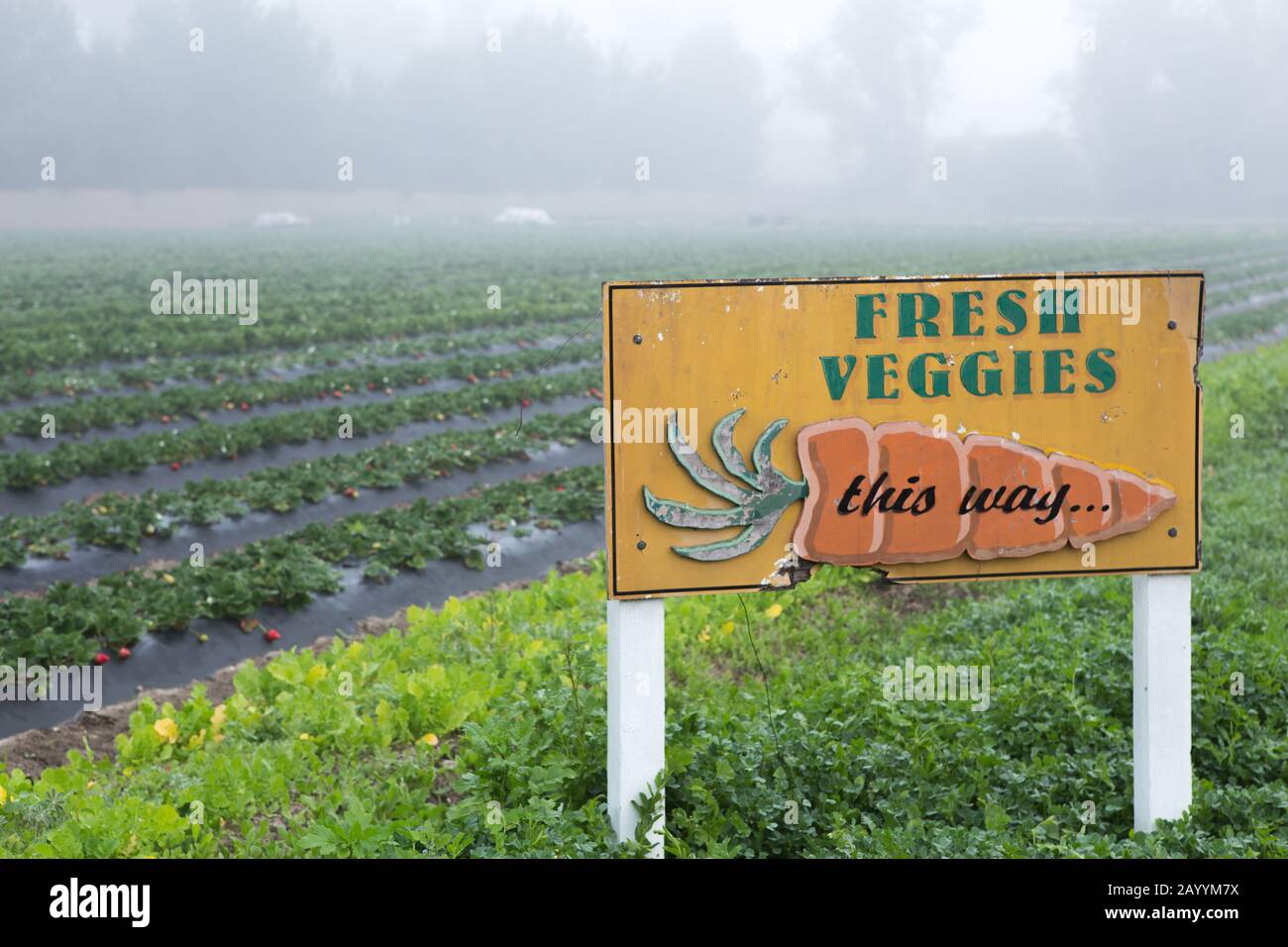 Roadside fresh vegetables sign hi-res stock photography and images - Alamy