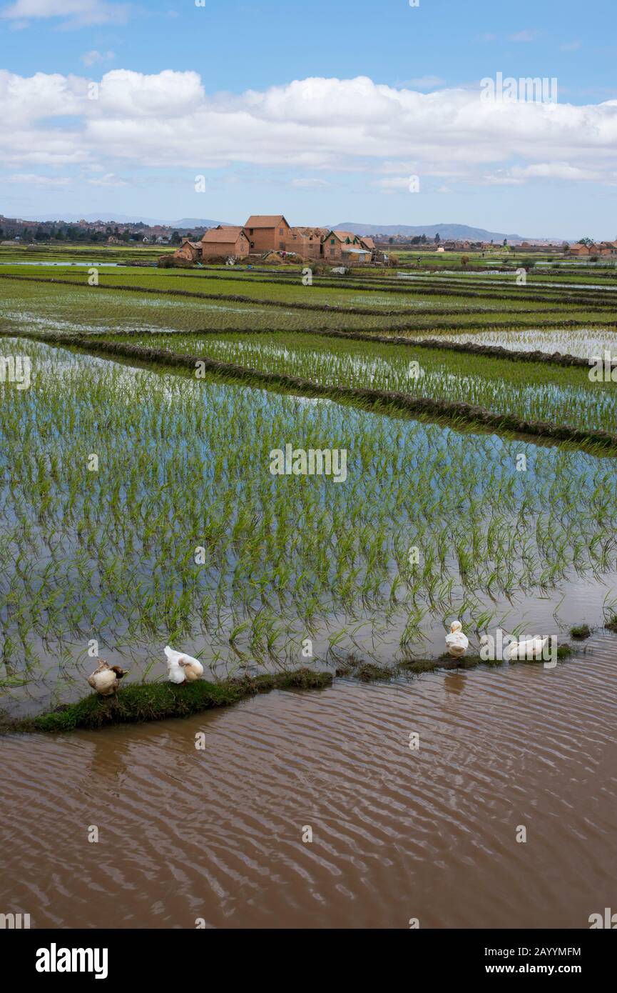 Duck rice field fields hi-res stock photography and images - Alamy