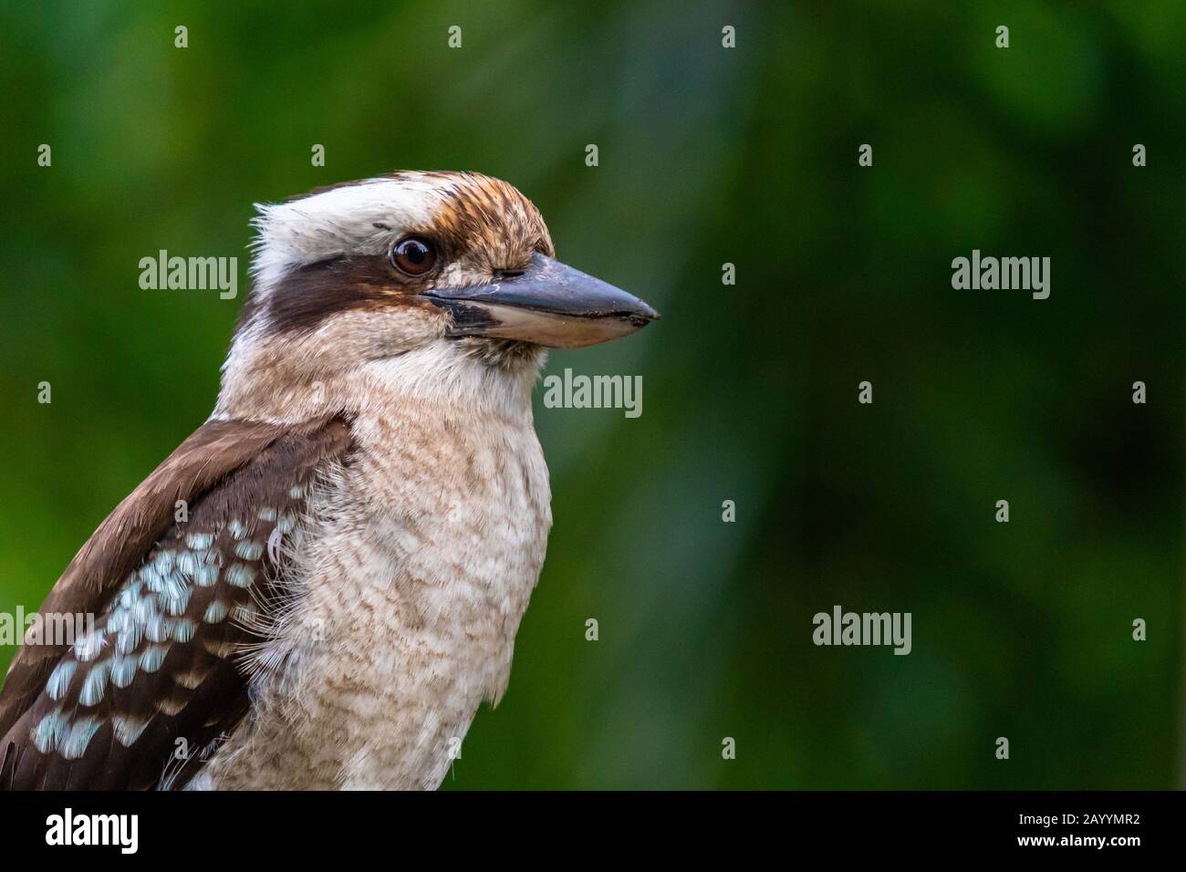 Close up of a Laughing Kookaburra on dark green background Stock Photo ...