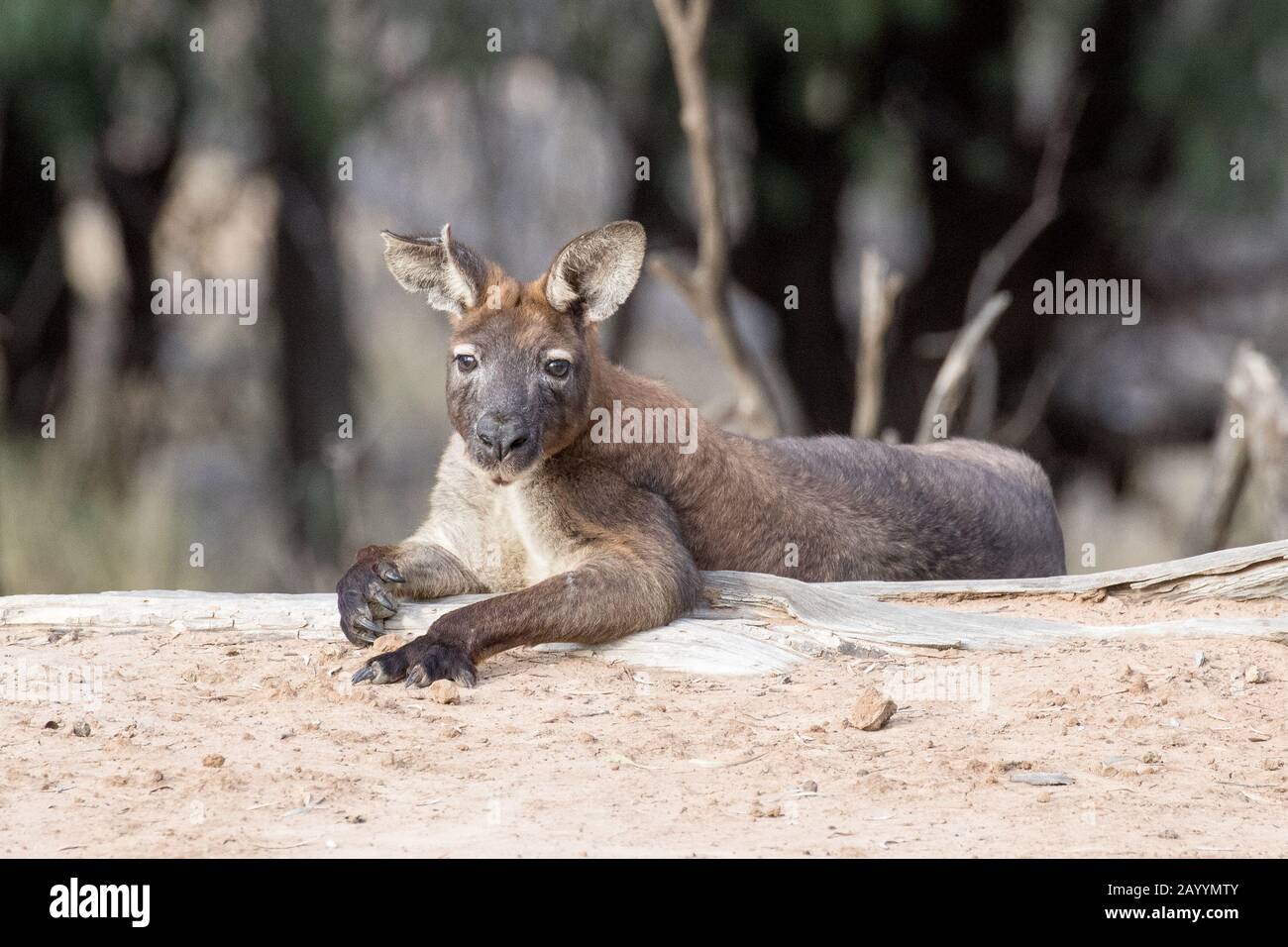 Common Wallaroo or Euro Stock Photo - Alamy