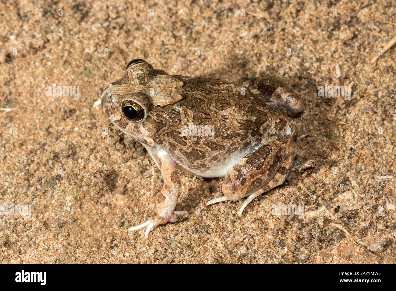 Burrowing frog hi-res stock photography and images - Alamy