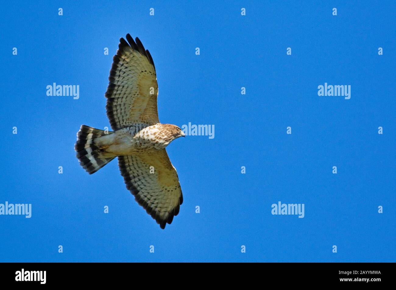 Broad Winged Hawk High Resolution Stock Photography and Images - Alamy