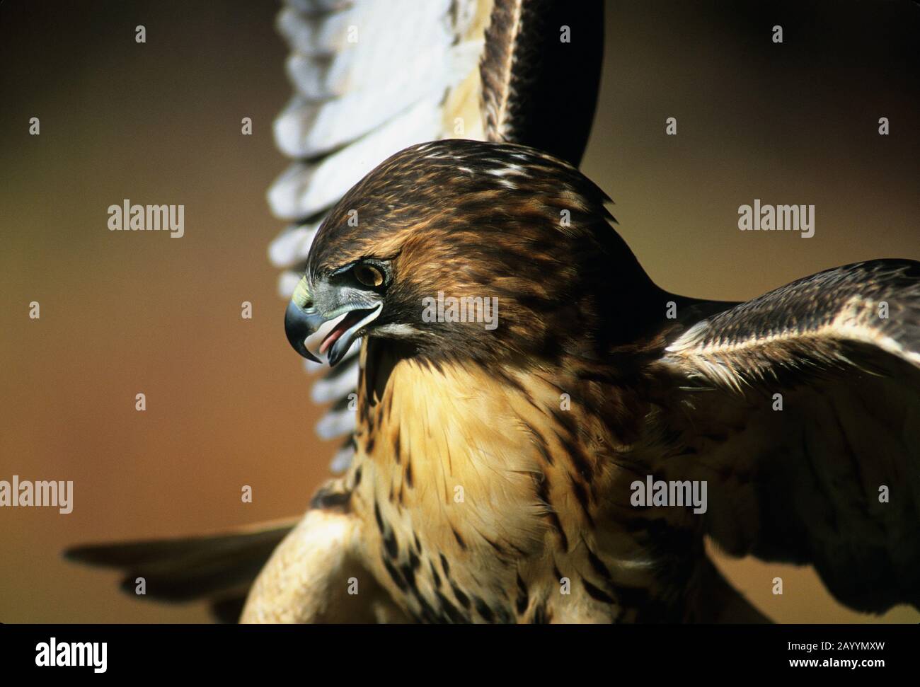 Hawk up hi-res stock photography and images - Alamy