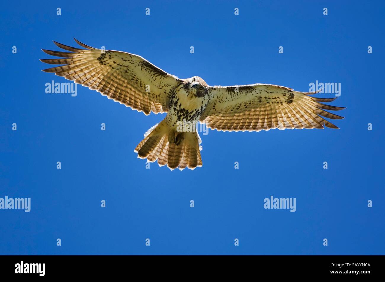 Red-tailed hawk in flight Stock Photo - Alamy
