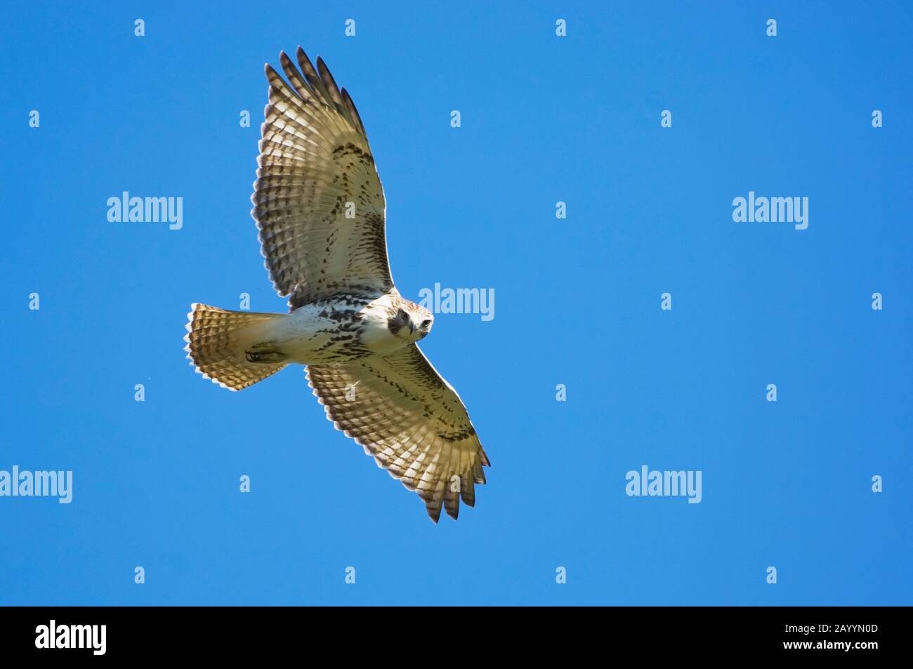Red-tailed hawk in flight Stock Photo - Alamy