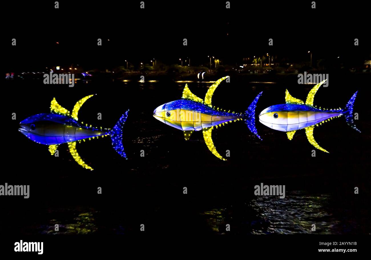 Light up yellow fin tuna fish at the annual Bright Lights Christmas ...
