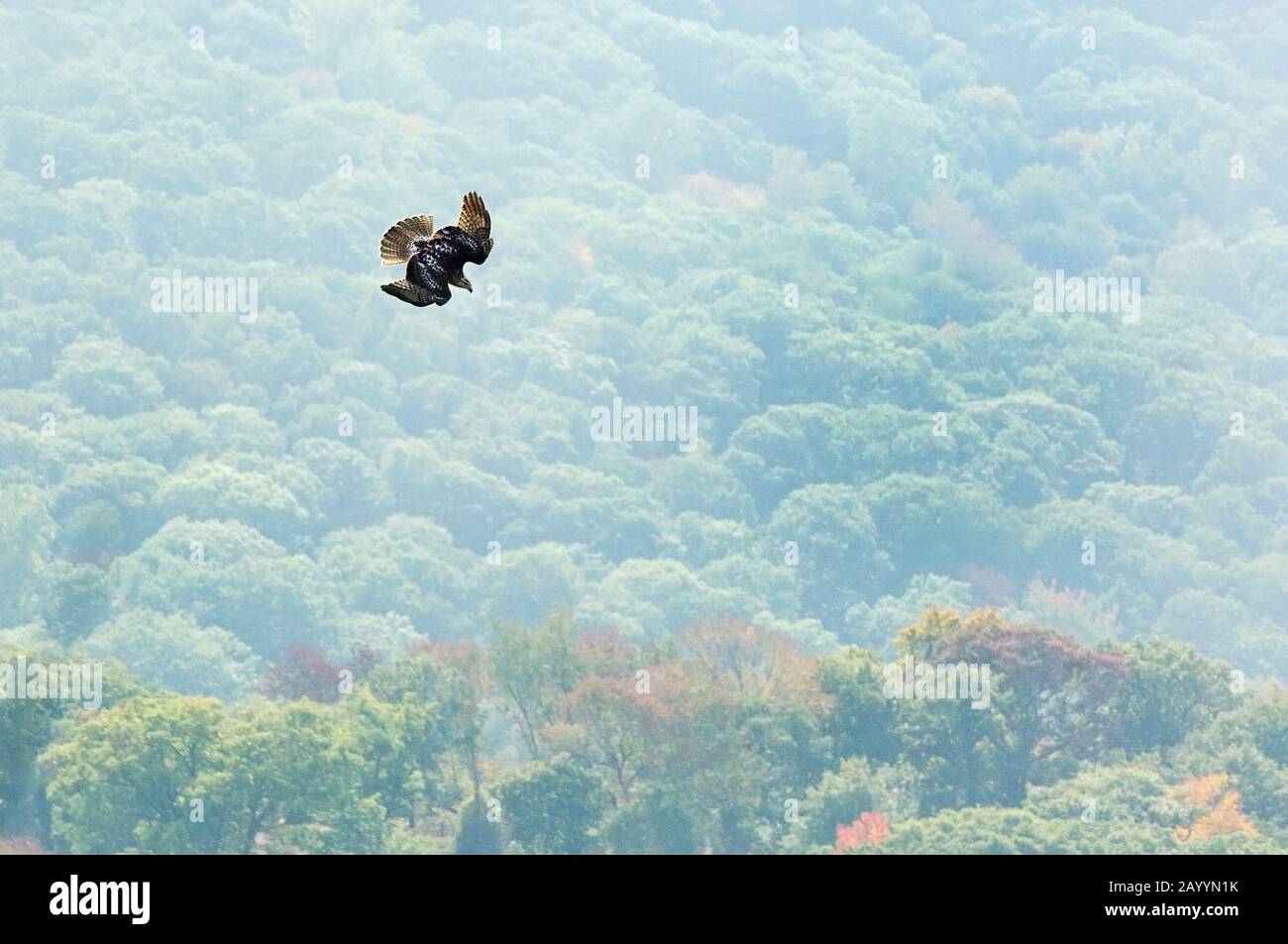 Red-tailed hawk in dive Stock Photo - Alamy