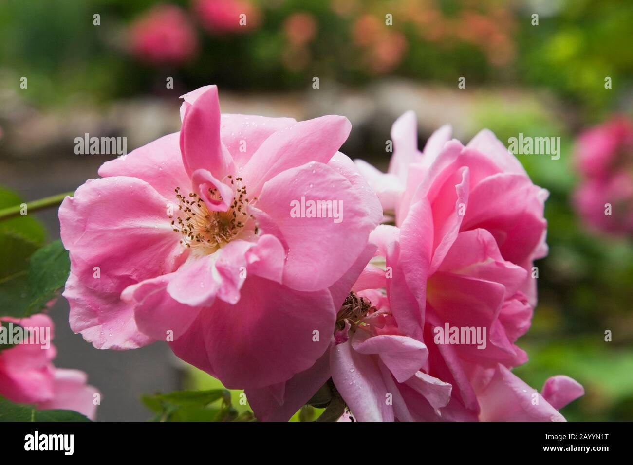 Close-up of pink Rosa - Rose flowers in front yard country estate ...