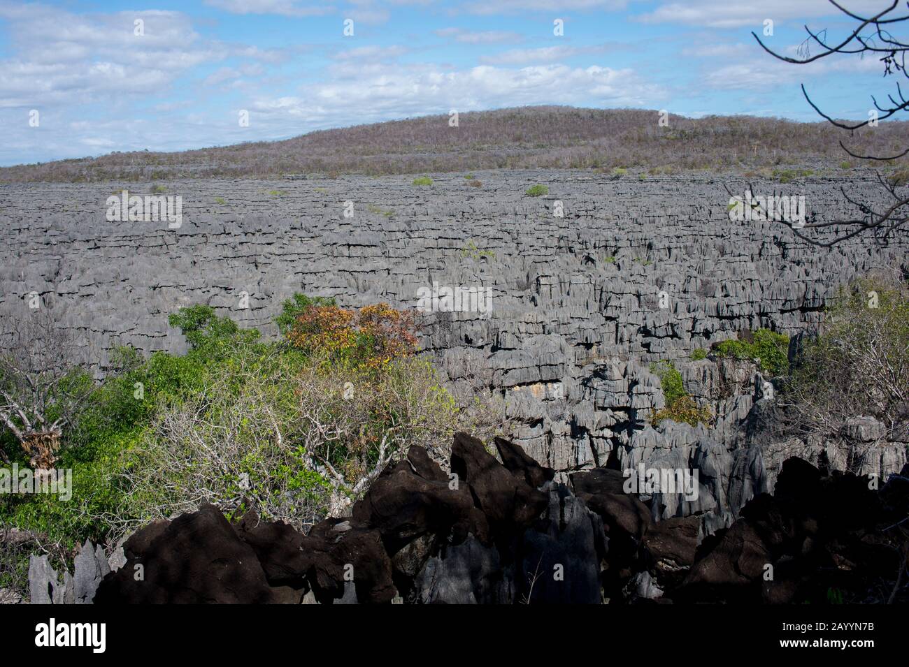 View of the bizarre limestone pinnacles known as Tsingy at Ankarana ...